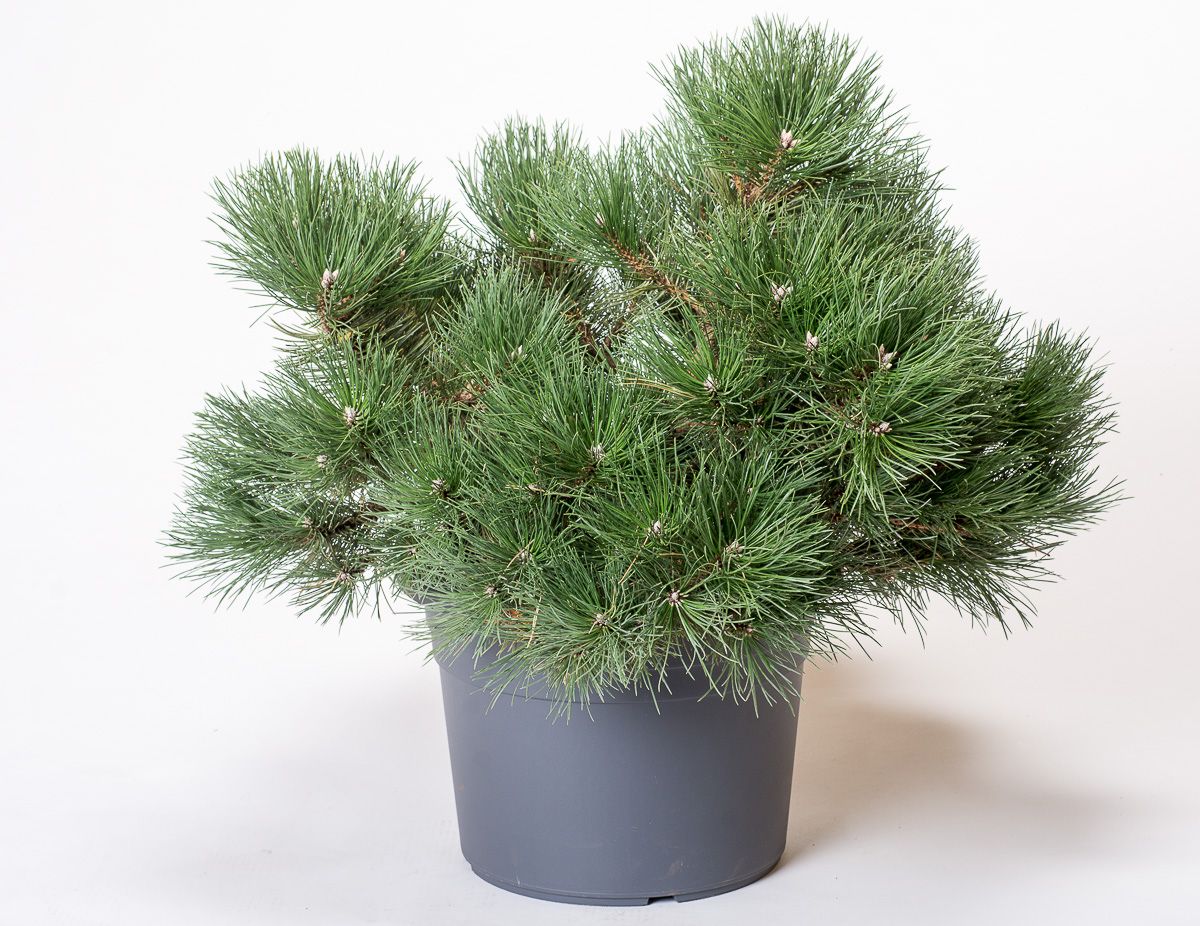 Säulenschwarzkiefer - Pinus nigra Obelisk günstig kaufen