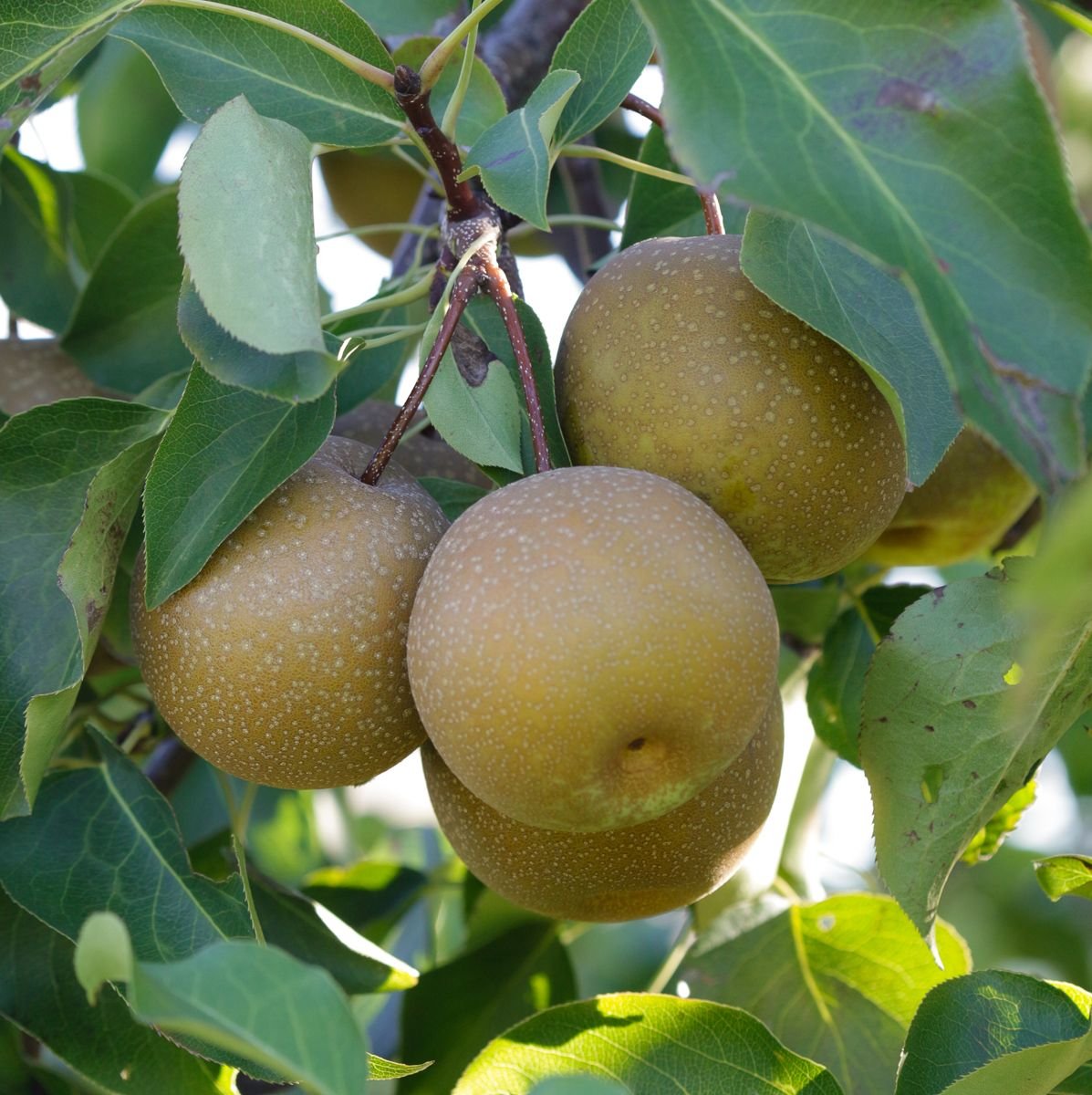 Wildbirne - Pyrus pyraster günstig kaufen