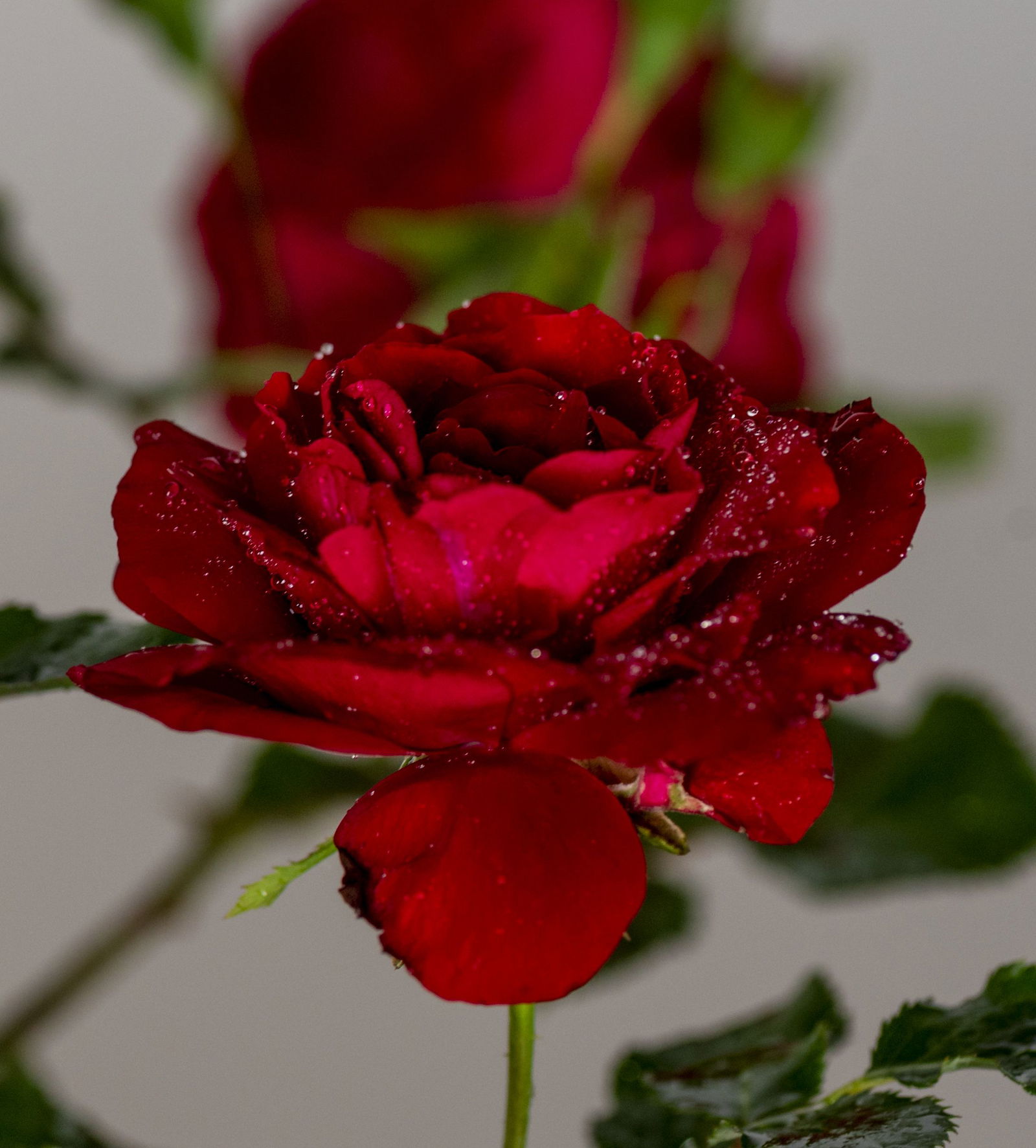 Rose Roter Drache ® - Rosa Roter Drache ® günstig kaufen