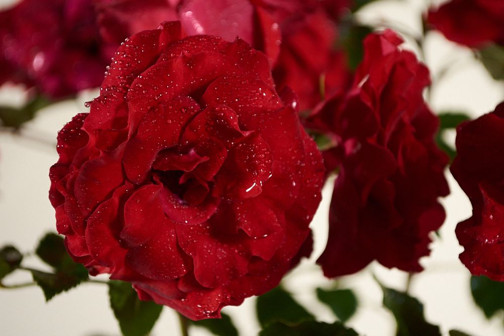 Rose Roter Drache ® - Rosa Roter Drache ® günstig kaufen