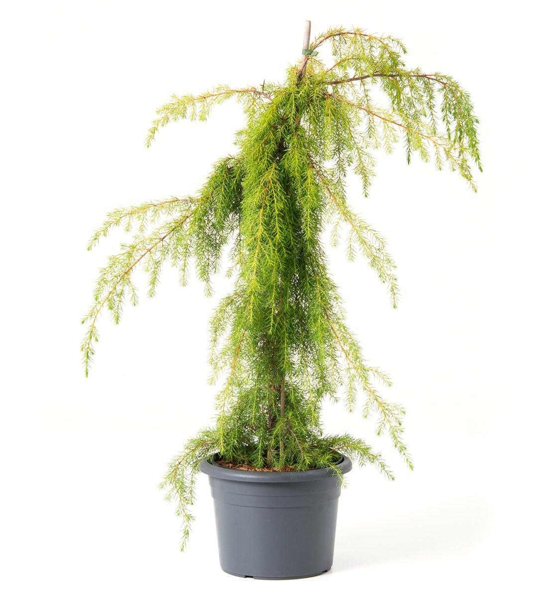 Trauerwacholder Pendula - Juniperus rigida Pendula günstig kaufen