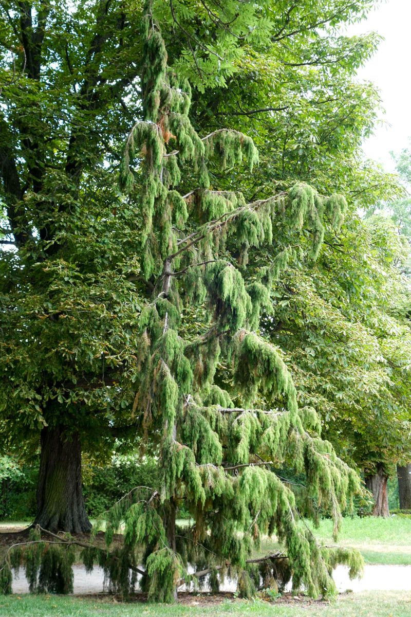 Trauerwacholder Pendula - Juniperus rigida Pendula günstig kaufen