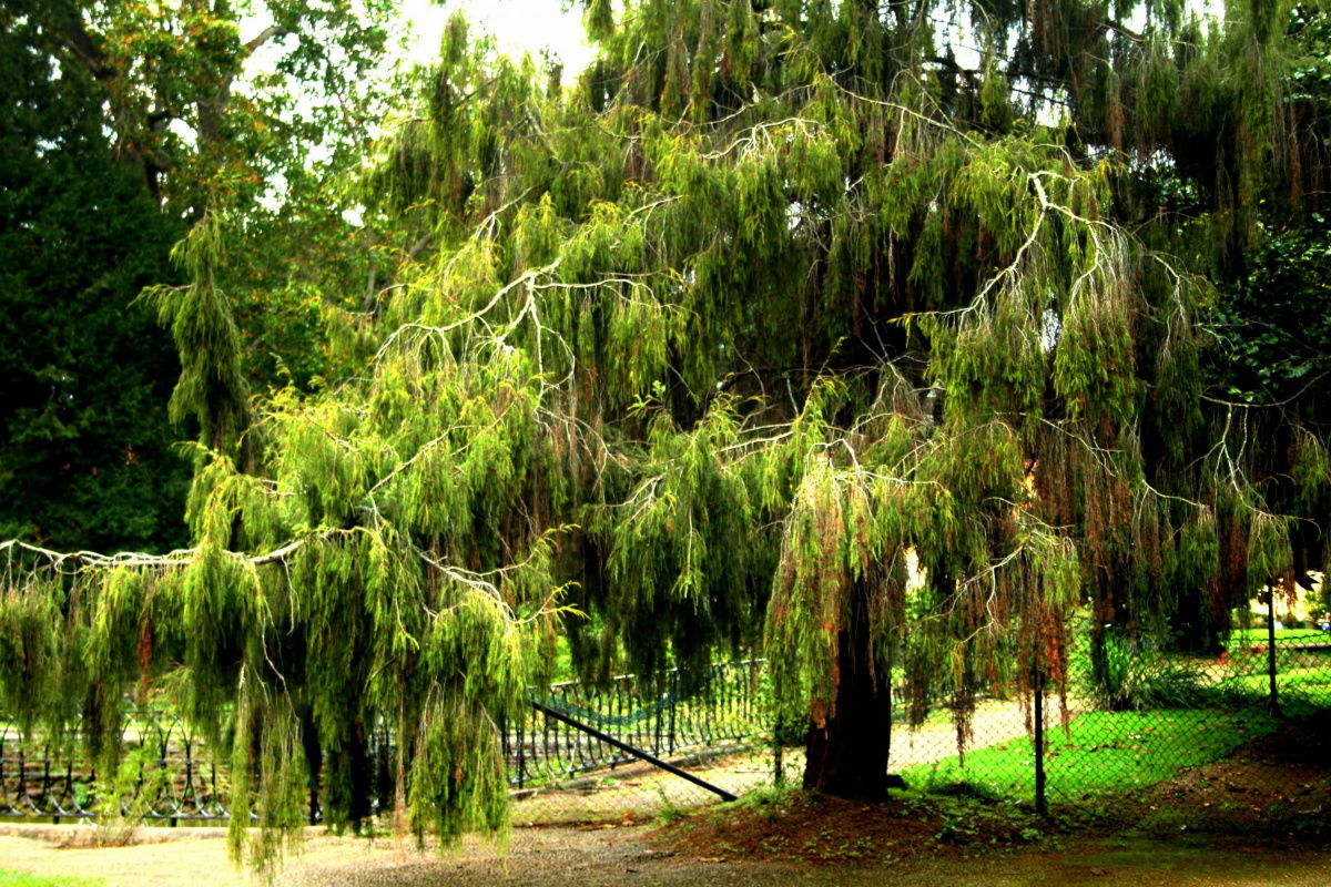 Trauerwacholder Pendula - Juniperus rigida Pendula günstig kaufen