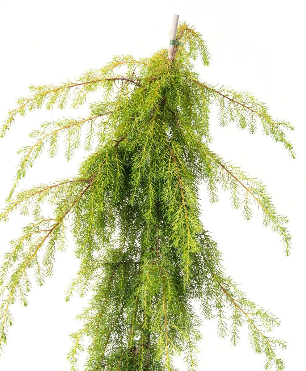 Trauerwacholder Pendula - Juniperus rigida Pendula günstig kaufen