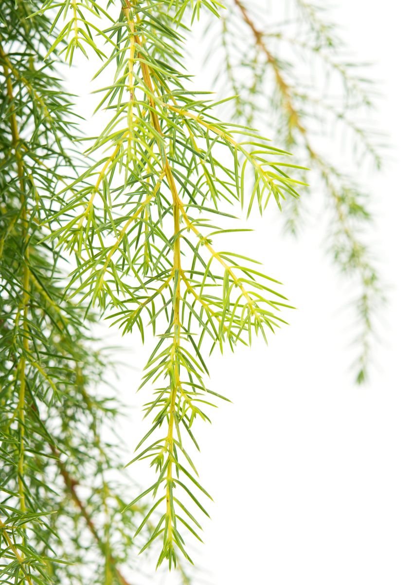 Trauerwacholder Pendula - Juniperus rigida Pendula günstig kaufen