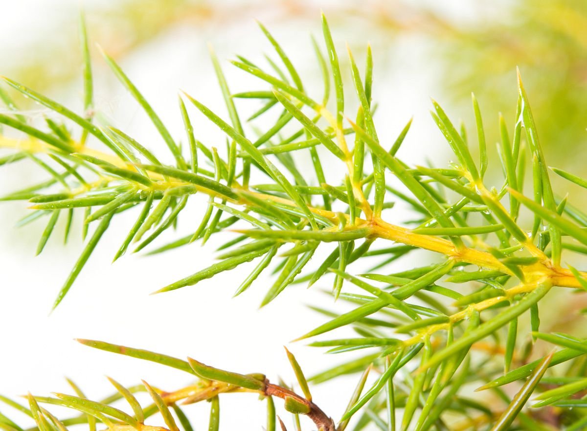 Trauerwacholder Pendula - Juniperus rigida Pendula günstig kaufen