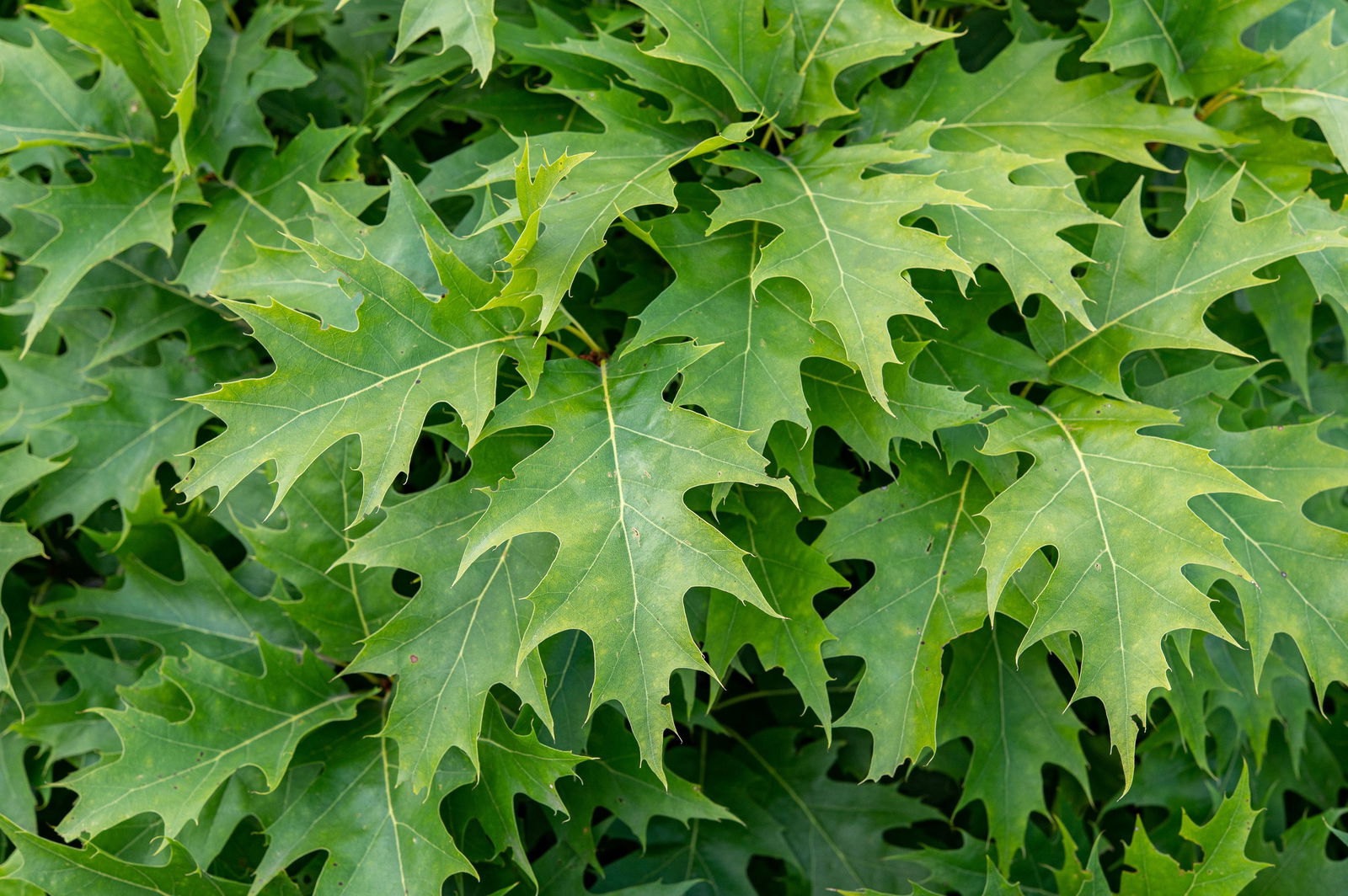 Roteiche Haaren - Quercus rubra Haaren günstig kaufen