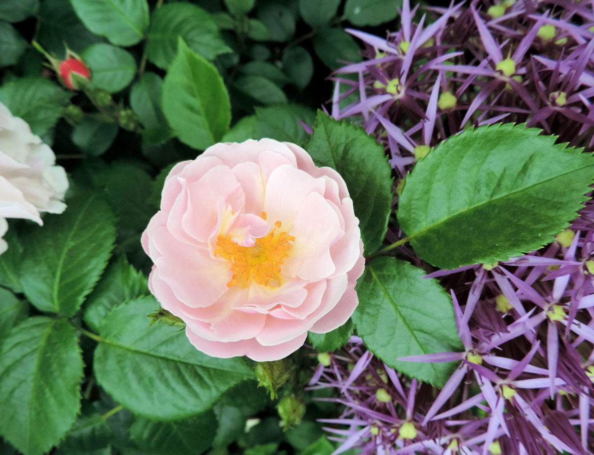 Strauchrose Utopia® - Rosa Utopia® günstig kaufen