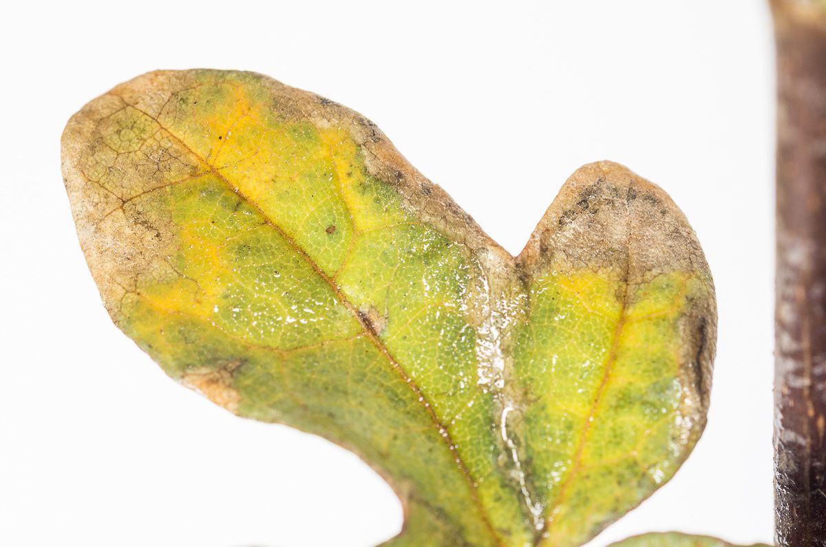 Feldahorn Royal Ruby - Acer campestre Royal Ruby günstig kaufen