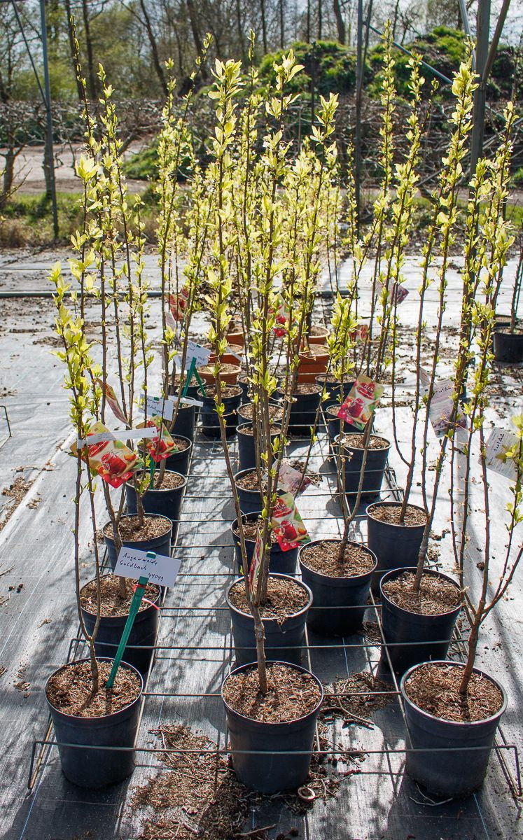 Säulen Mirabelle Ruby - Prunus syriaca Ruby günstig kaufen