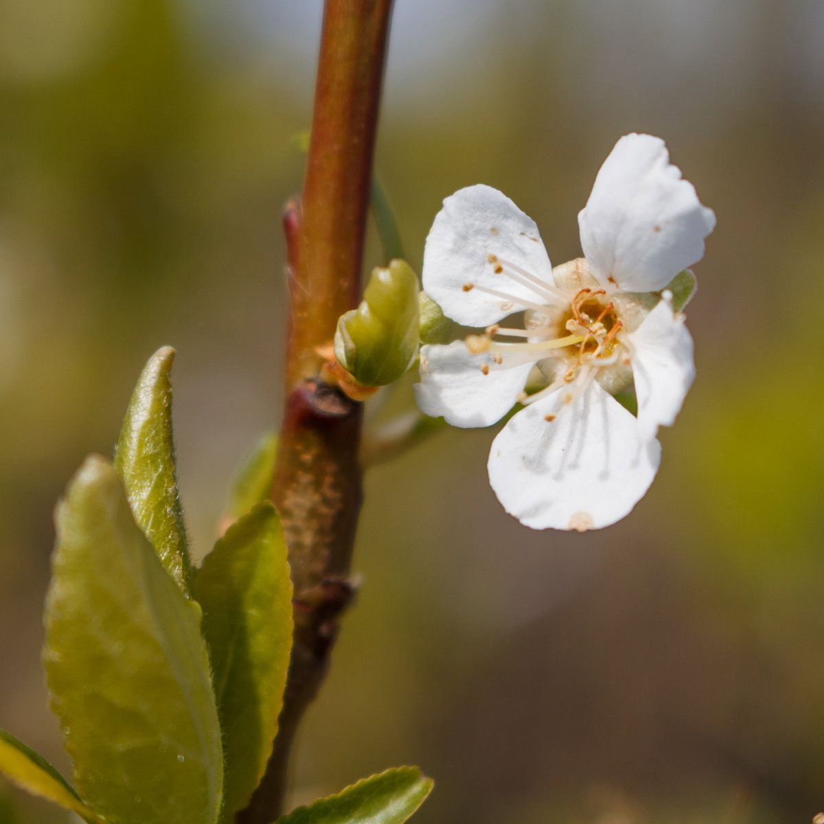 Säulen Mirabelle Ruby - Prunus syriaca Ruby günstig kaufen