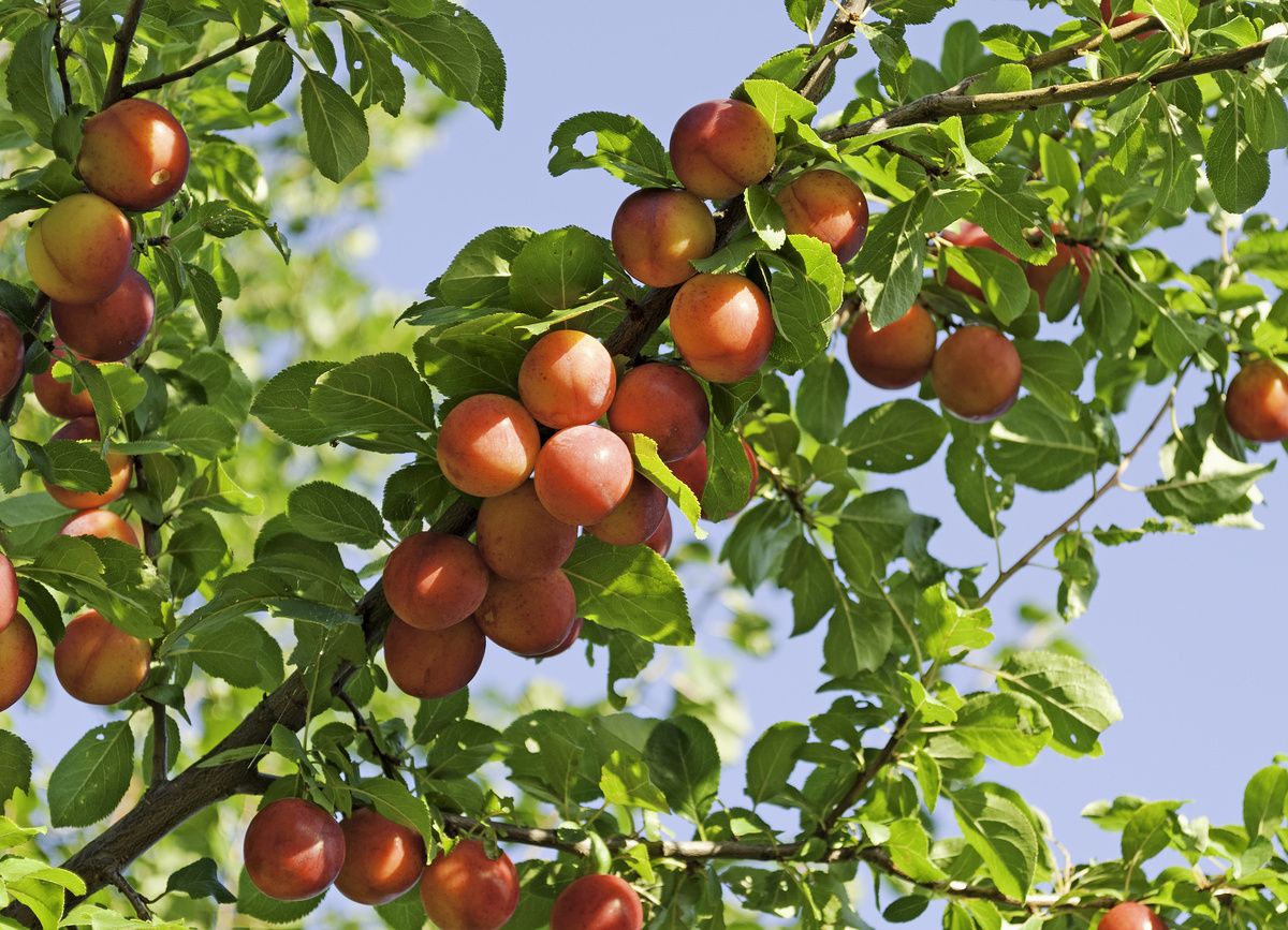 Säulen Mirabelle Ruby - Prunus syriaca Ruby günstig kaufen