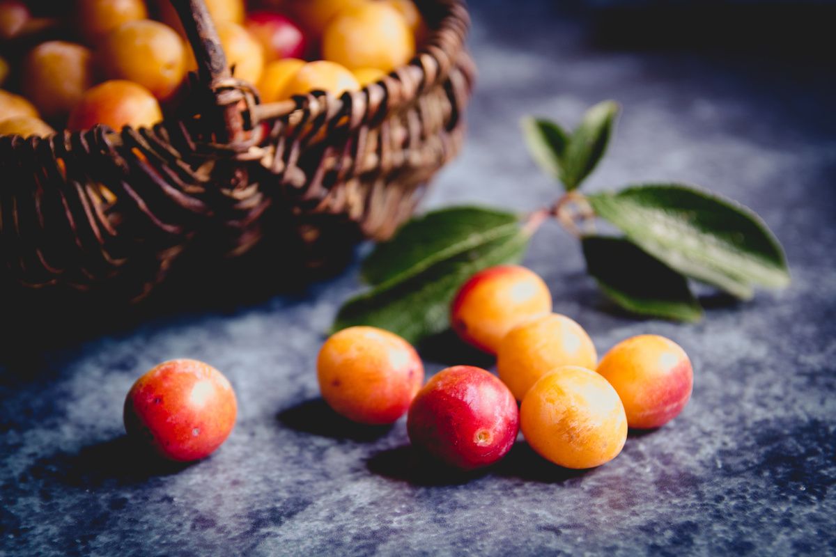 Säulen Mirabelle Ruby - Prunus syriaca Ruby günstig kaufen