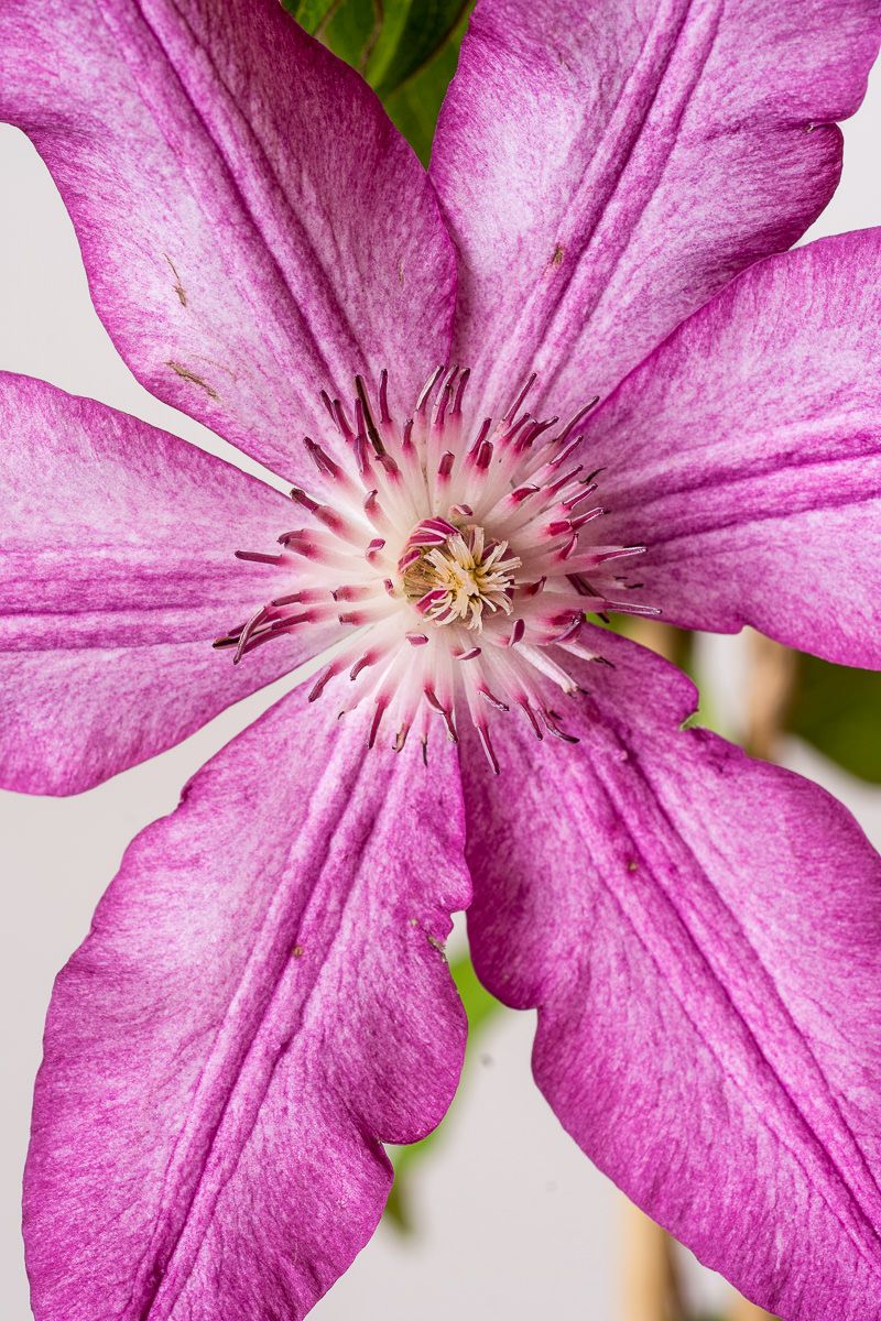 Waldrebe Tae - Clematis Tae günstig kaufen