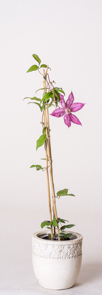 Waldrebe Tae - Clematis Tae günstig kaufen