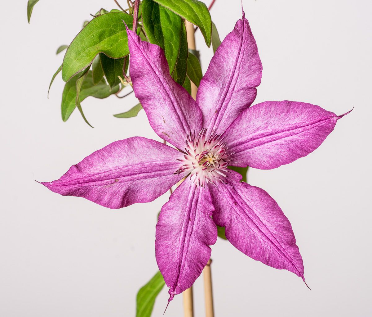 Waldrebe Tae - Clematis Tae günstig kaufen