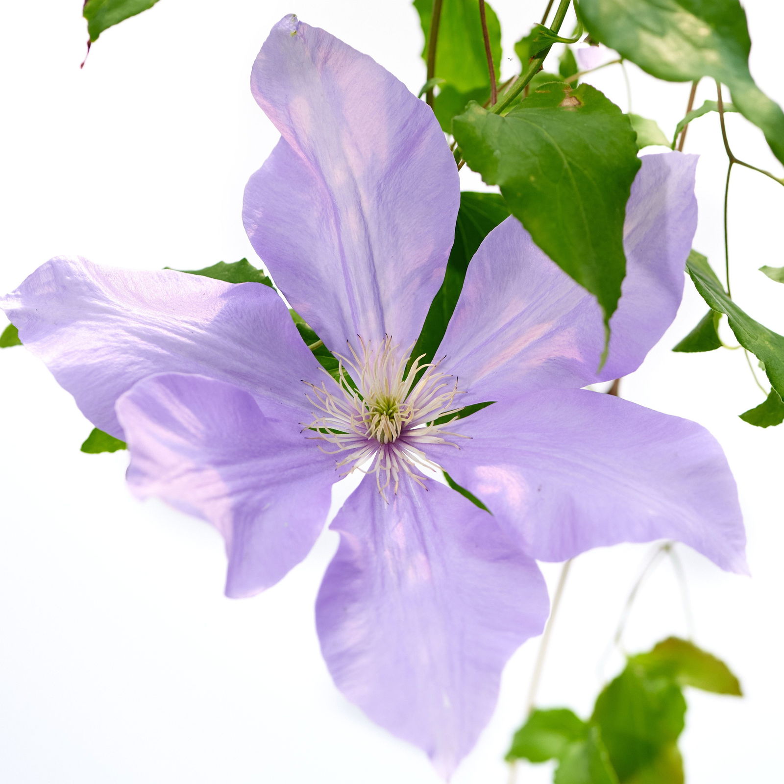 Waldrebe Delightful Scent - Clematis viticella Delightful Scent günstig ...