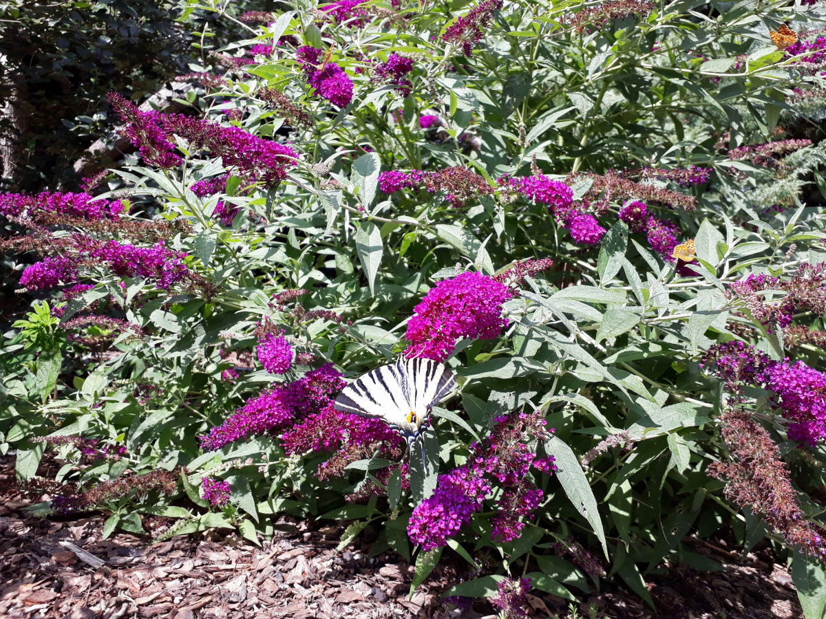 Buddleja davidii Buzz Velvet - Buddleja davidii Buzz Velvet günstig kaufen