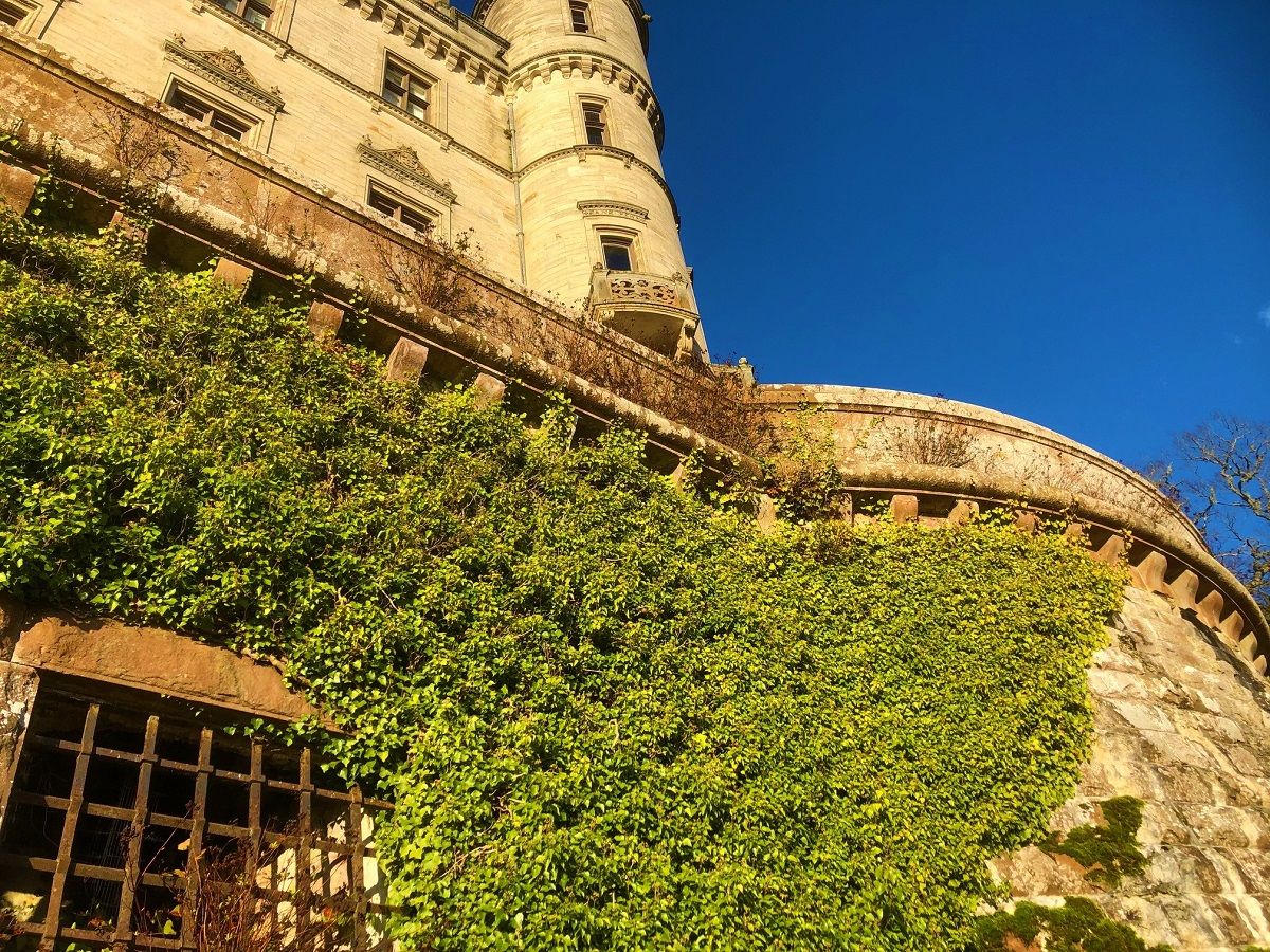 Gold-grüner Efeu - Hedera Helix Goldheart günstig kaufen