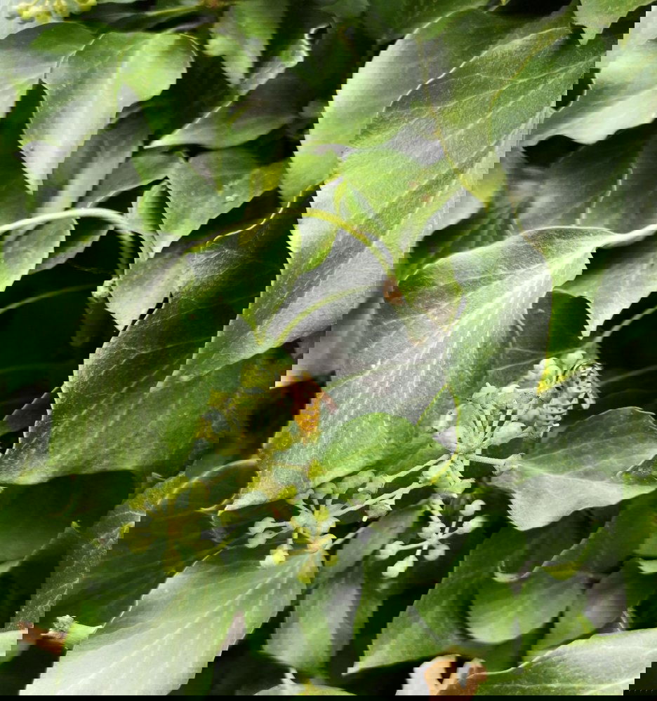 Gemeiner Efeu - Hedera helix günstig kaufen