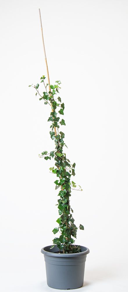 Gemeiner Efeu - Hedera helix günstig kaufen