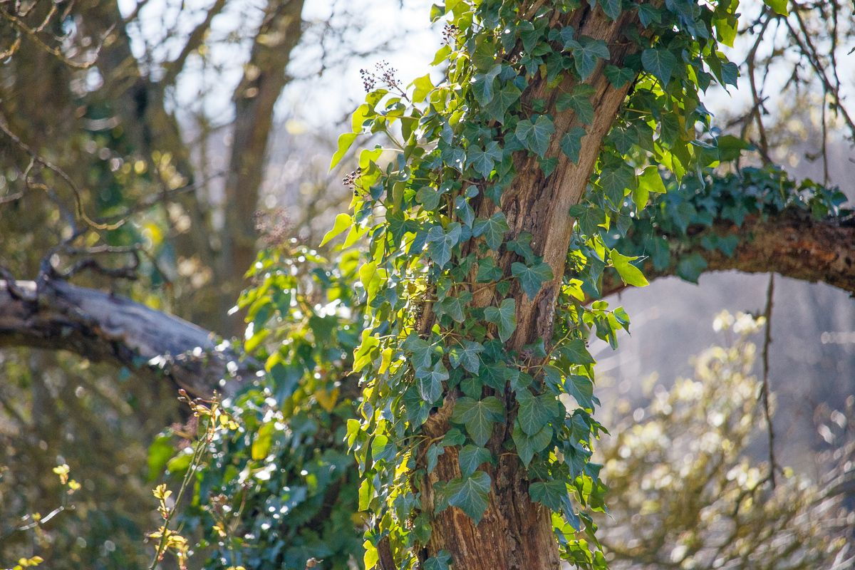 Gold-grüner Efeu - Hedera Helix Goldheart günstig kaufen