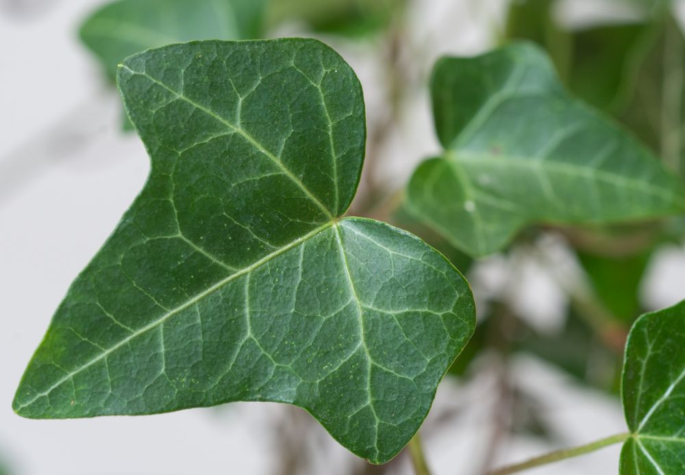 Baltischer Efeu - Hedera helix Baltica günstig kaufen