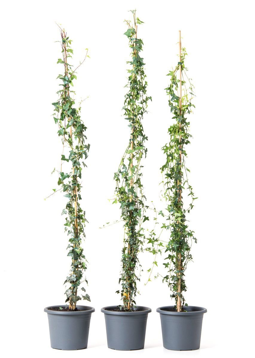 Baltischer Efeu - Hedera helix Baltica günstig kaufen