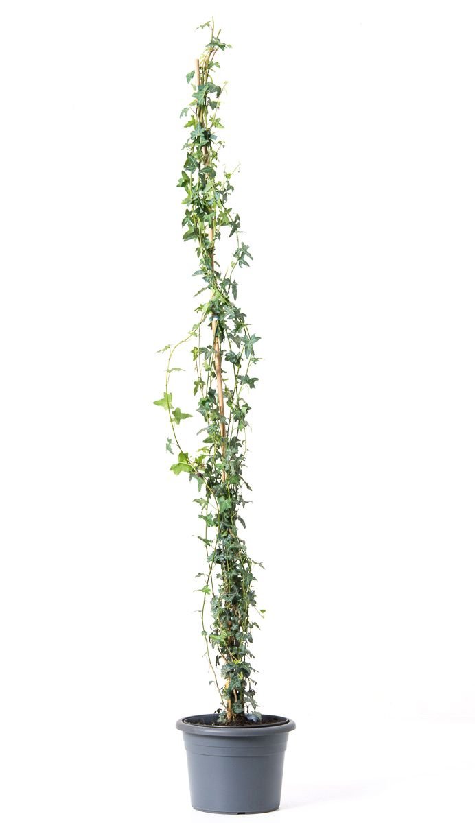 Baltischer Efeu - Hedera helix Baltica günstig kaufen