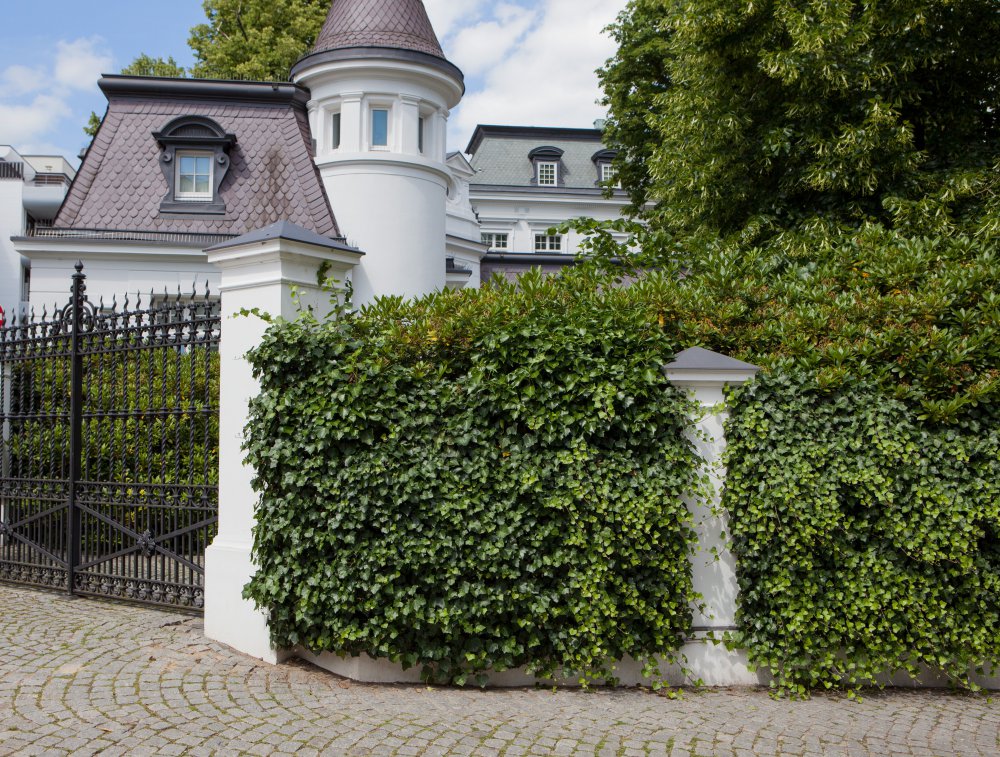 Efeu Woerneri - Hecke am laufenden Meter® günstig kaufen