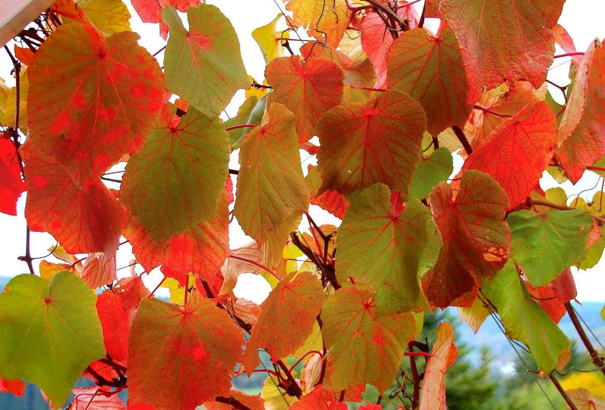 Vitis Muscat Bleu - Tafeltraube Muscat Bleu | jetzt günstig online ...