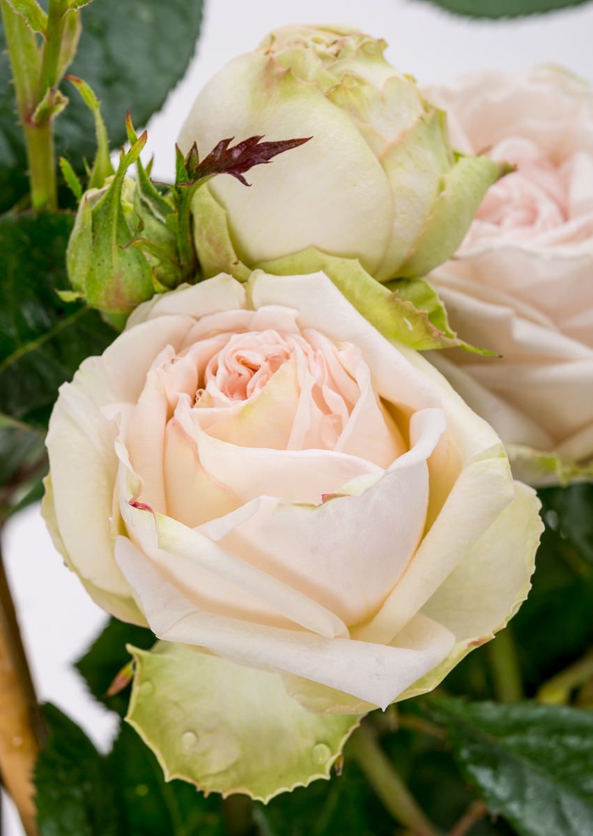 Edelrose Duftrose Anisette ® ADR-Rose - Rosa Madame Anisette -R- ADR ...