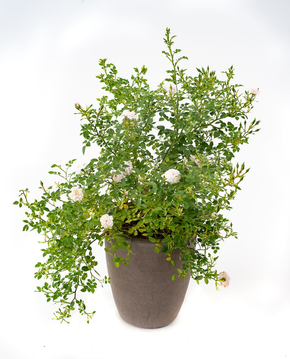 Bodendeckerrose Sweet Knirps - Rosa Sweet Knirps günstig kaufen