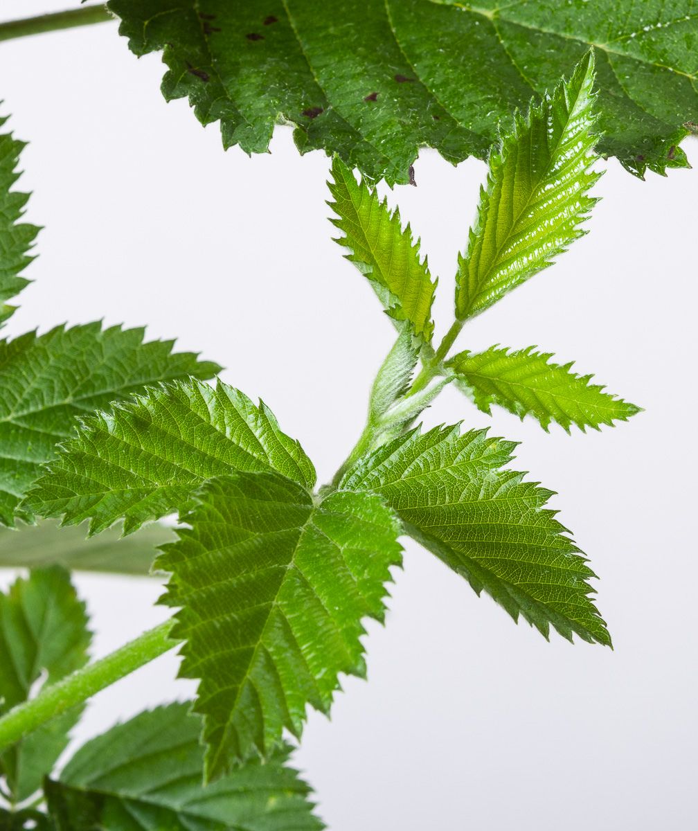 Brombeere Jumbo - Rubus fruticosa Jumbo günstig kaufen