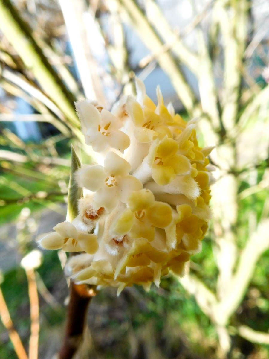 Japanischer Papierbusch Grandiflora - Edgeworthia chrysantha ...