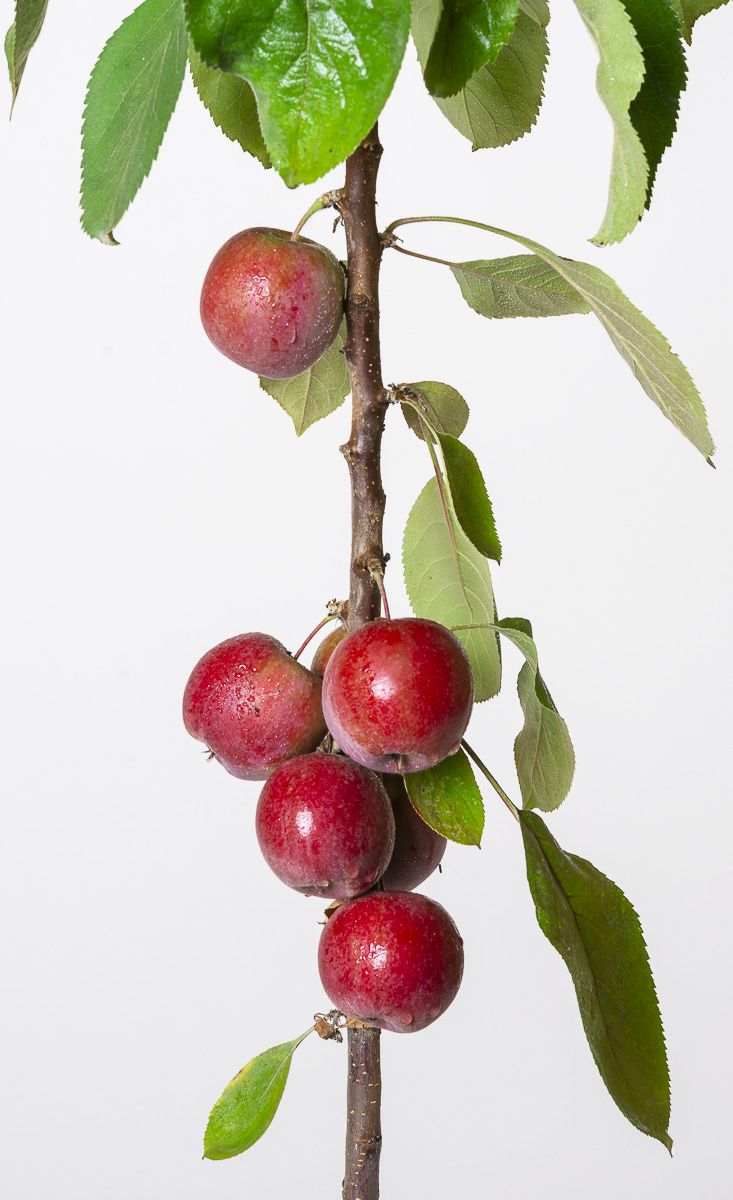 Säulenapfel Ballerina Maypole - Malus domestica Ballerina Maypole ...