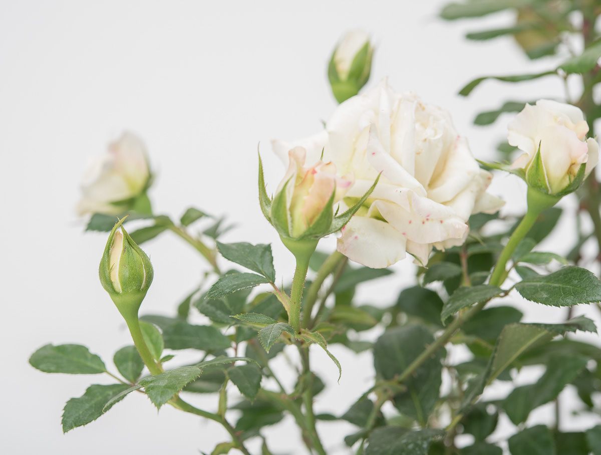 Kletterrose Alaska - Rosa Alaska günstig kaufen