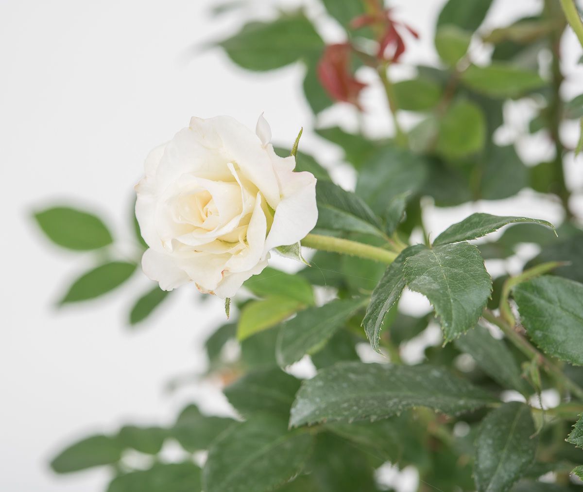 Kletterrose Alaska - Rosa Alaska günstig kaufen