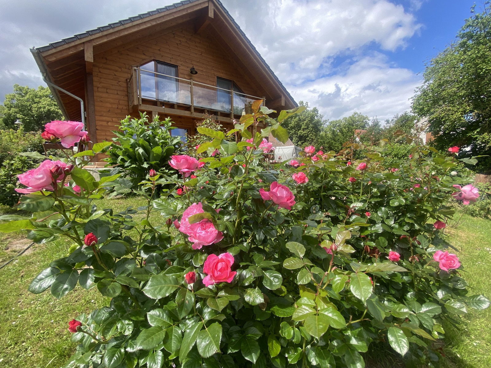 Strauchrose Kölner Flora - Rosa Kölner Flora günstig kaufen