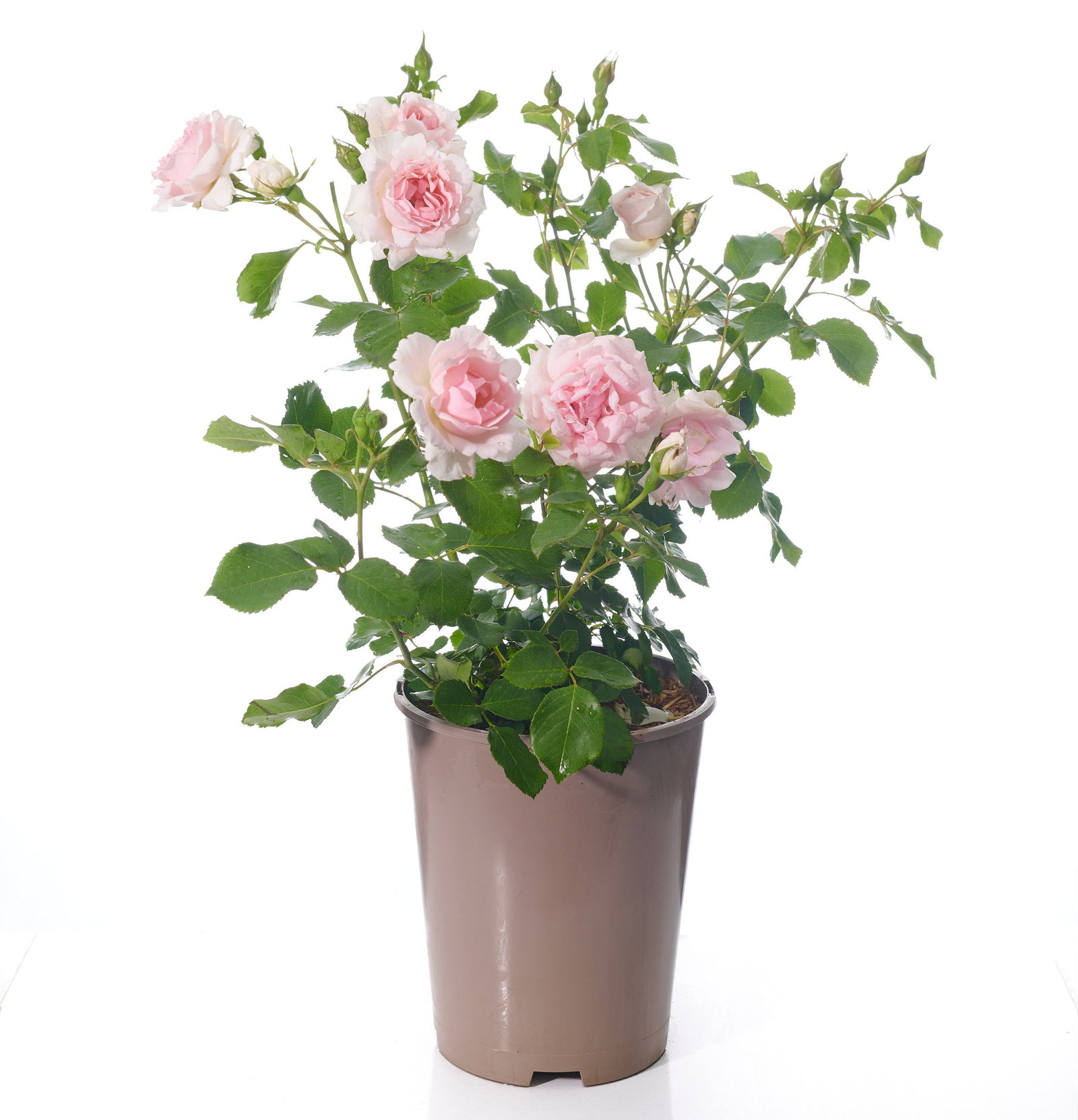 Rose Ballade - Rosa Ballade günstig kaufen