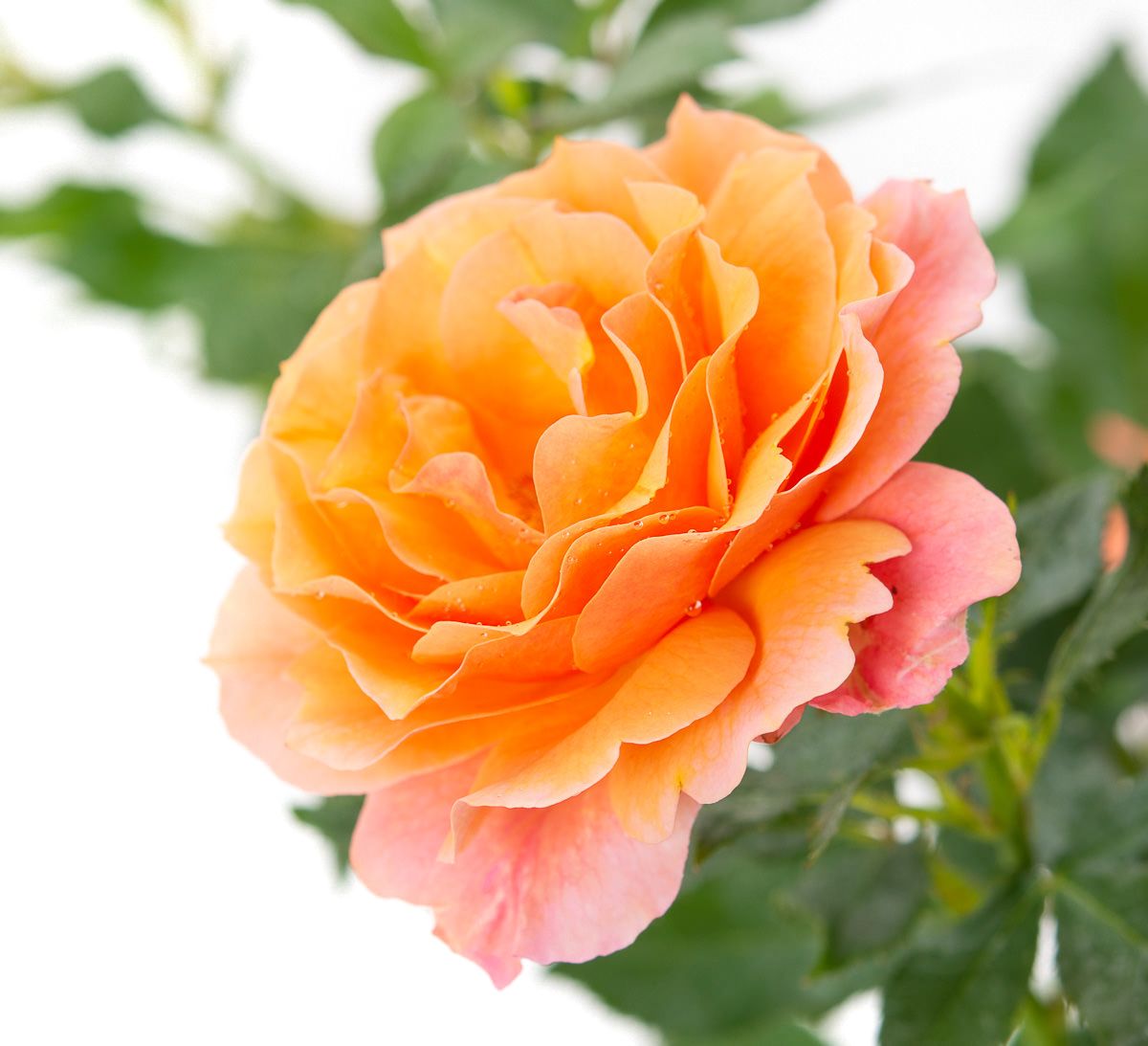 Strauchrose Lambada - Rosa Lambada günstig kaufen
