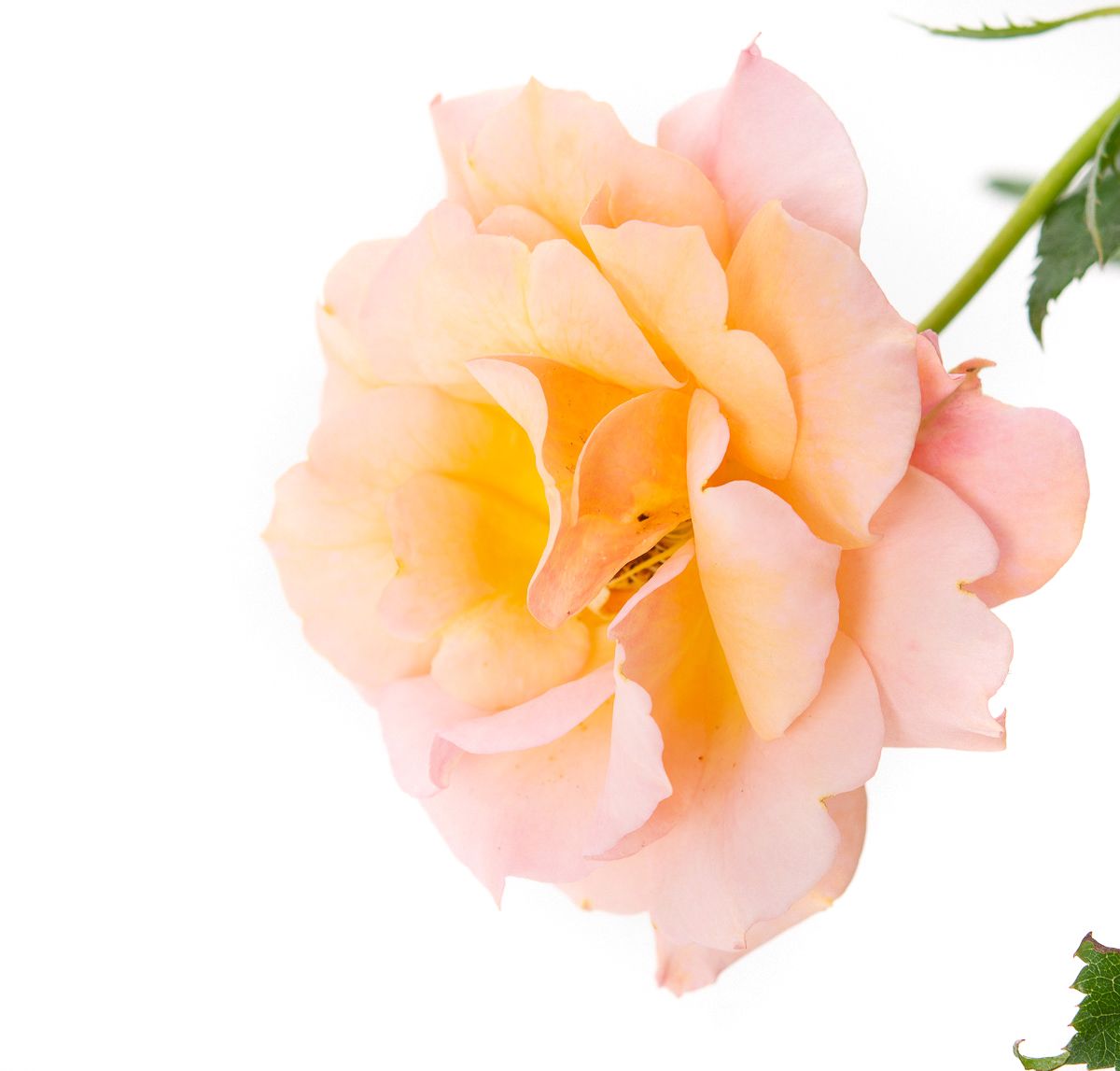 Strauchrose Lambada - Rosa Lambada günstig kaufen