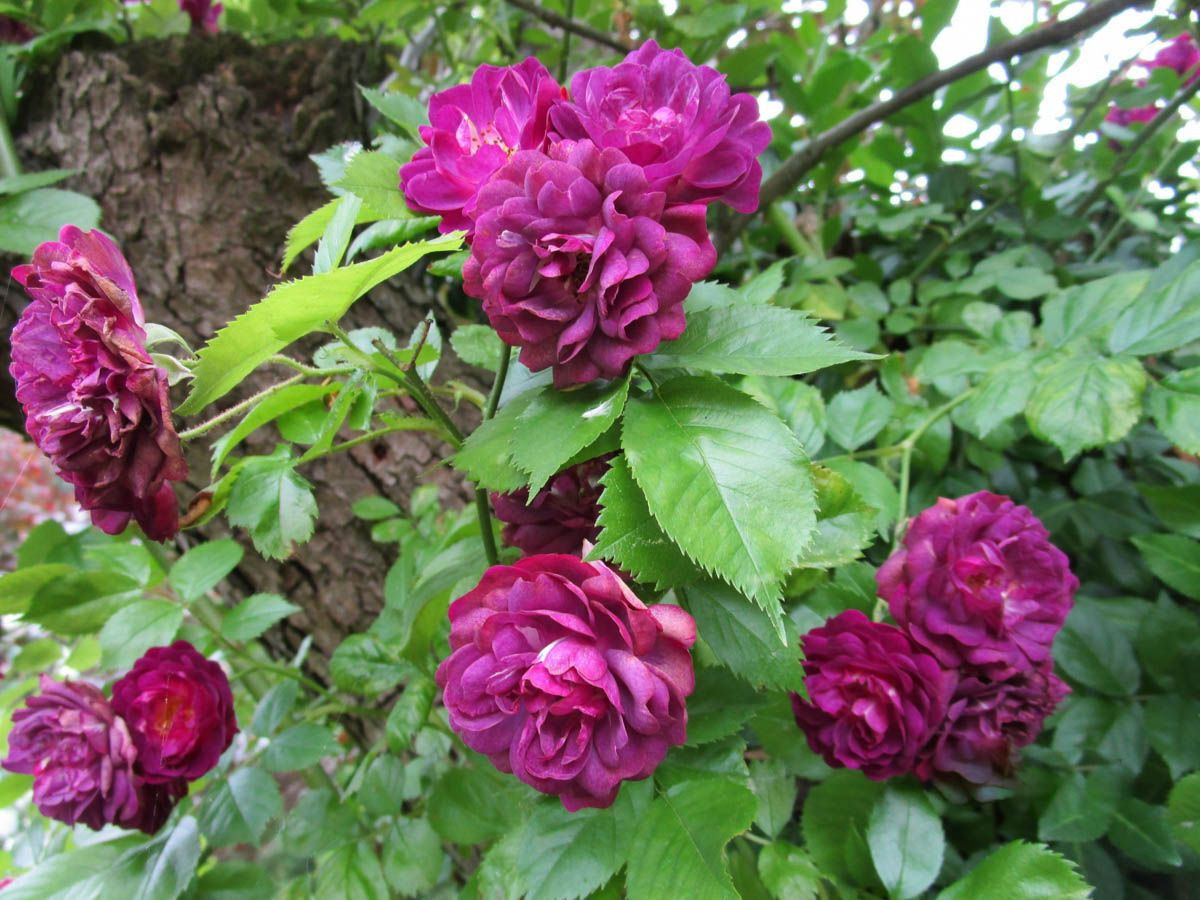 Rose Blue Magenta - Rosa Blue Magenta günstig kaufen