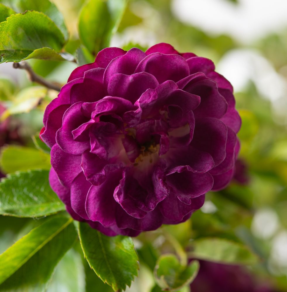 Rose Blue Magenta - Rosa Blue Magenta günstig kaufen