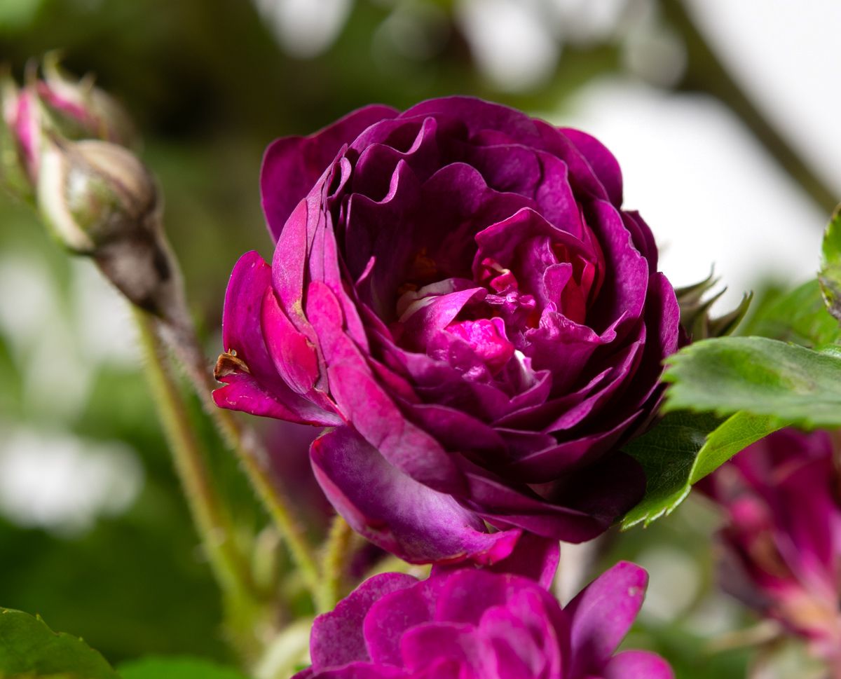 Rose Blue Magenta - Rosa Blue Magenta günstig kaufen