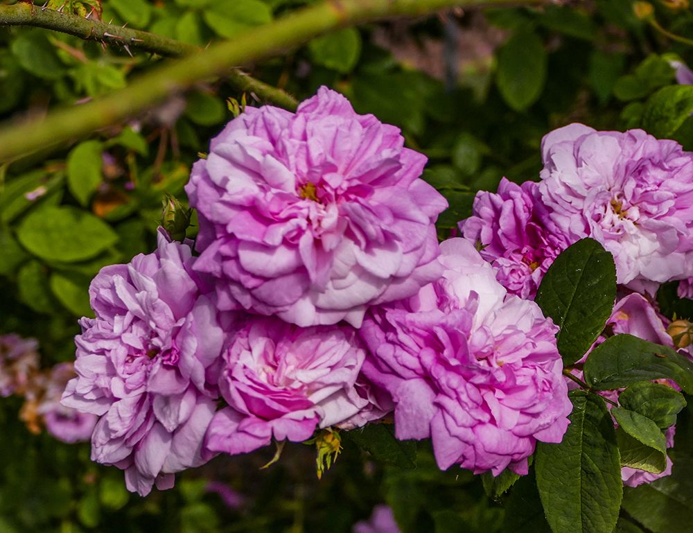 Strauchrose Chloris - Rosa Chloris günstig kaufen