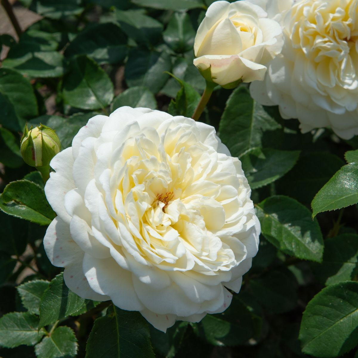 Strauchrose Tranquility - Rosa Tranquility günstig kaufen