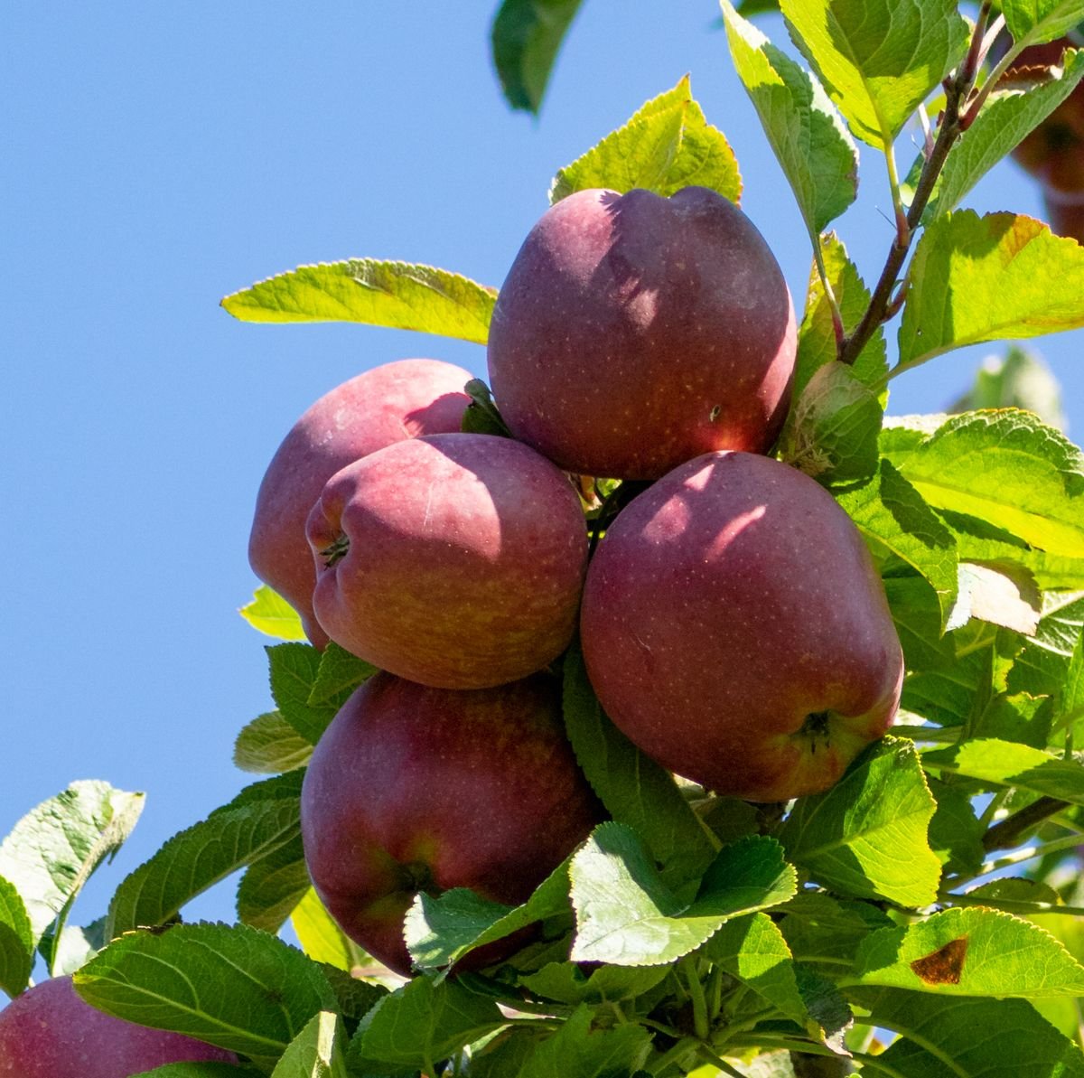 Malus Red Devil - Malus Red Devil günstig kaufen