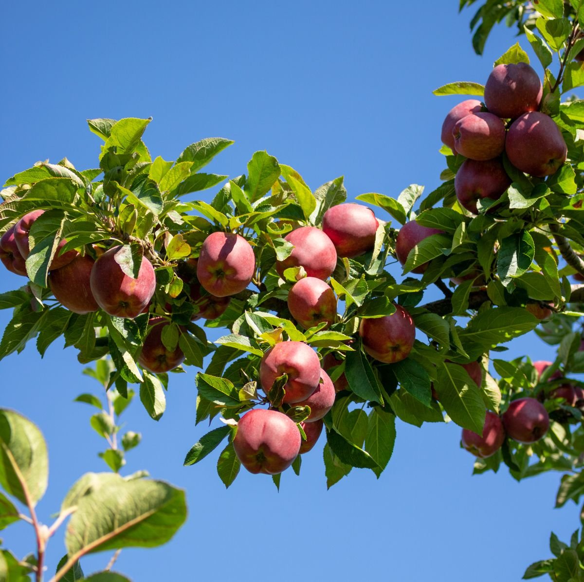 Malus Red Devil - Malus Red Devil günstig kaufen