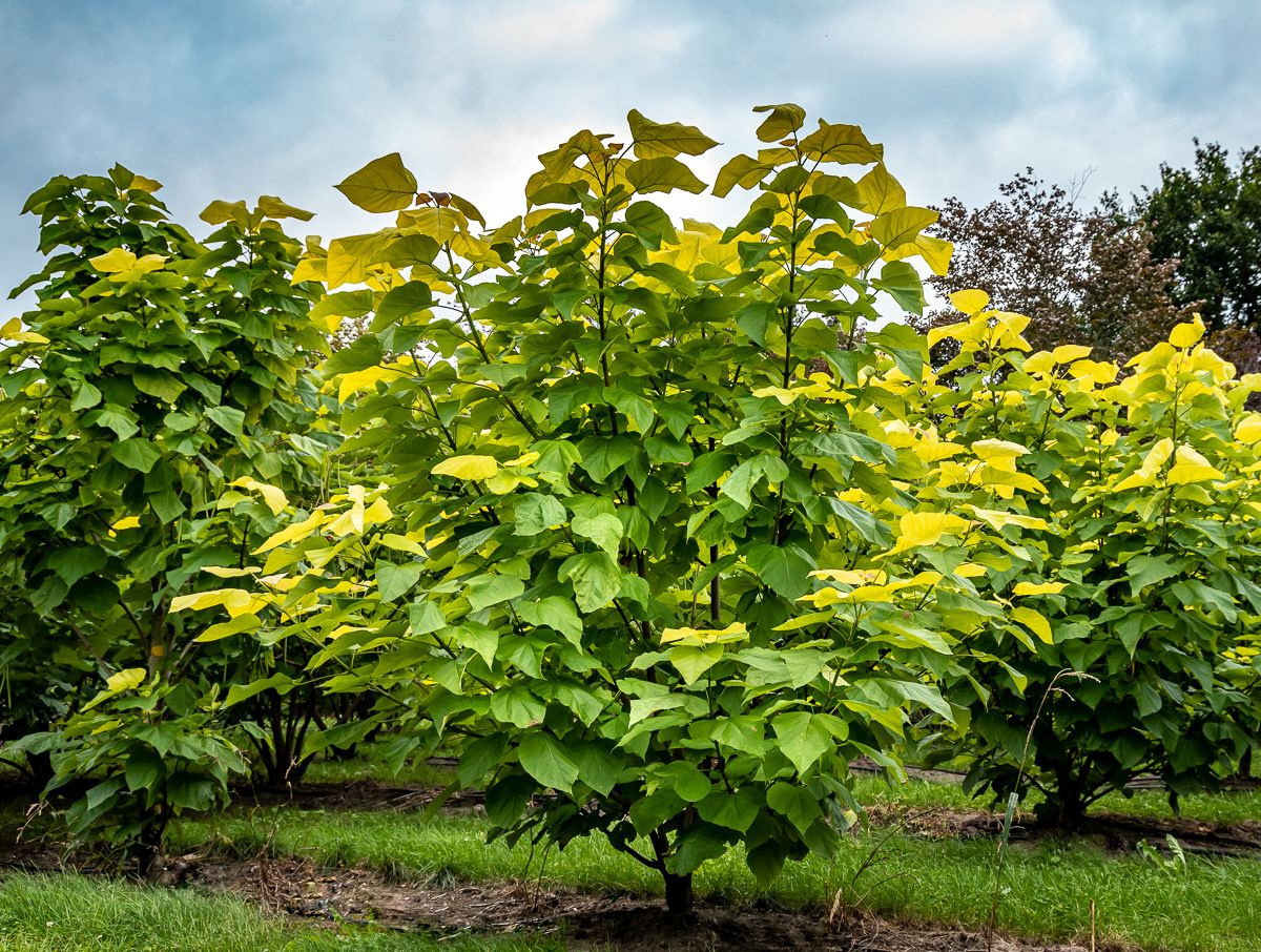 Gold Trompetenbaum Aurea - Catalpa bignonioides Aurea günstig kaufen